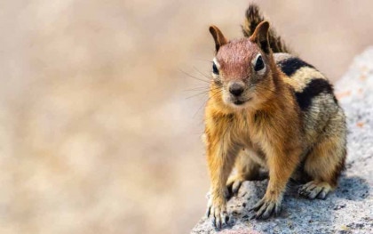 Best Chipmunk Baits & Poisons for Optimum Control