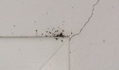 Can Bed Bugs Climb Walls