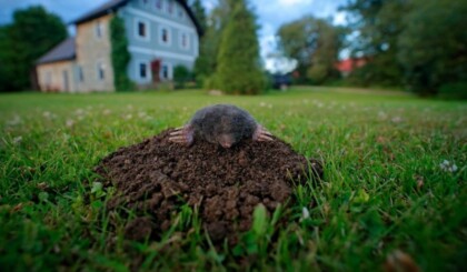 Do Moles Bite? Do they Carry Diseases like Rabies?